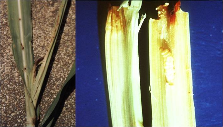 ENTO 331 :: Lecture 12 :: Pest of Sugarcane
