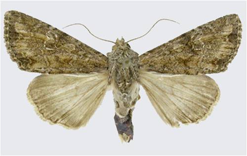 Pests of Jute:: Major Pests ::Jute Semi-looper