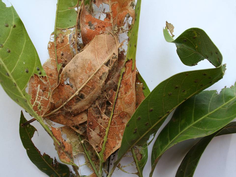 ENTO 331 :: Lecture 16 :: Pests of Mango