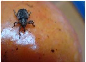 ENTO 331 :: Lecture 16 :: Pests of Mango