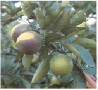 Pests of Citrus :: Minor Pests:: Citrus rust mite