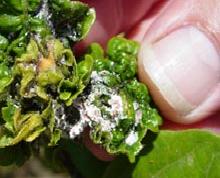 Pests of Guava :: Major Pests :: Mealy bug