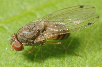 PESTS OF MORINGA :: MAJOR PESTS ::POD FLY