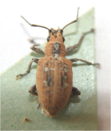 PESTS OF MORINGA :: MINOR PESTS :: LEAF EATING WEEVILS
