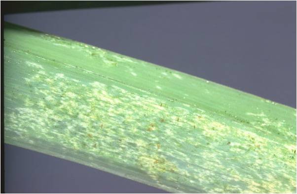 PEST OF ONION :: MAJOR PESTS :: ONION THRIPS